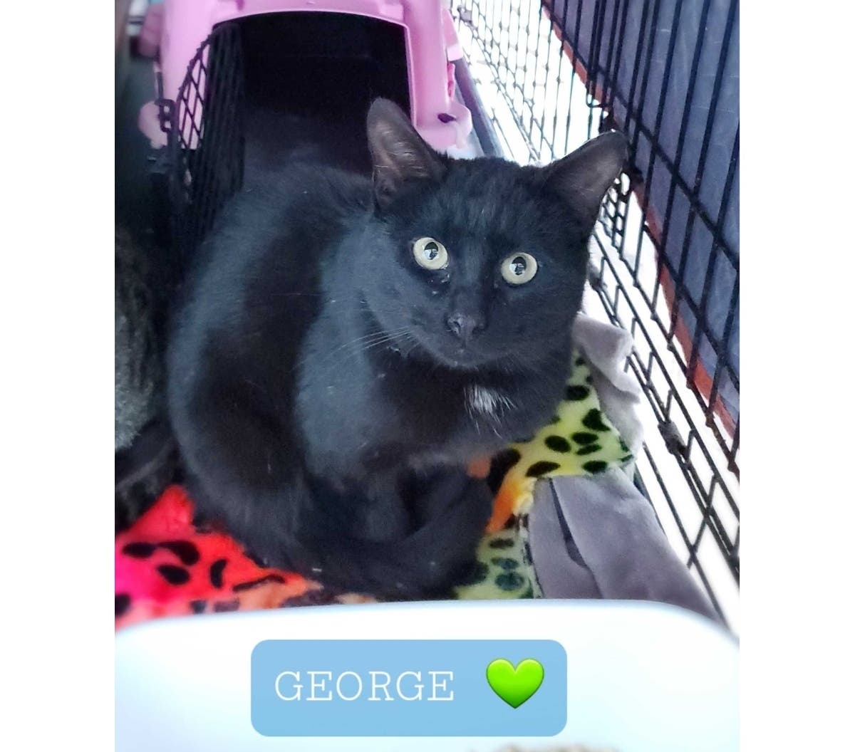 'Very Affectionate' George: Northport Adoptable Pet Of The Week