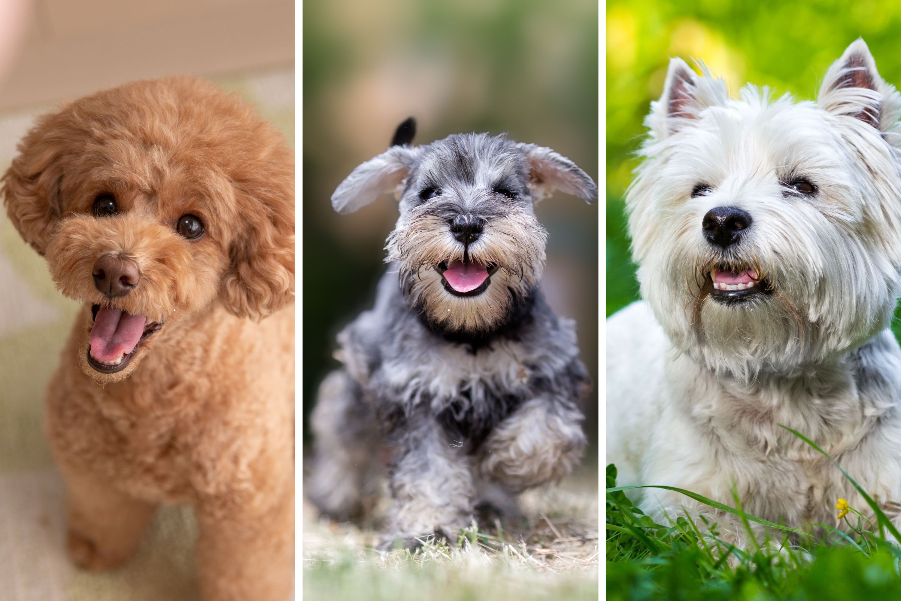 Top Small Dogs 2025: These are the 15 most popular breeds of adorable ...