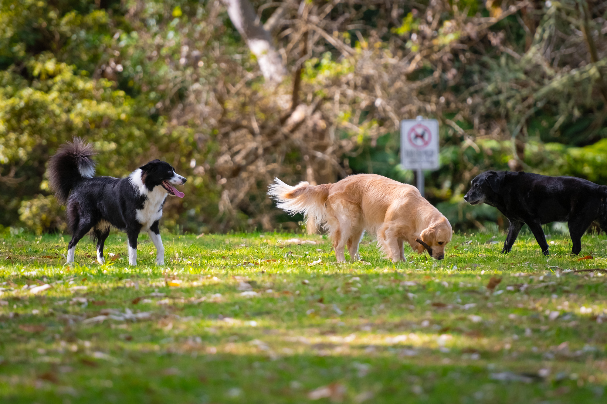 Ideas for a pet-friendly outdoor living area