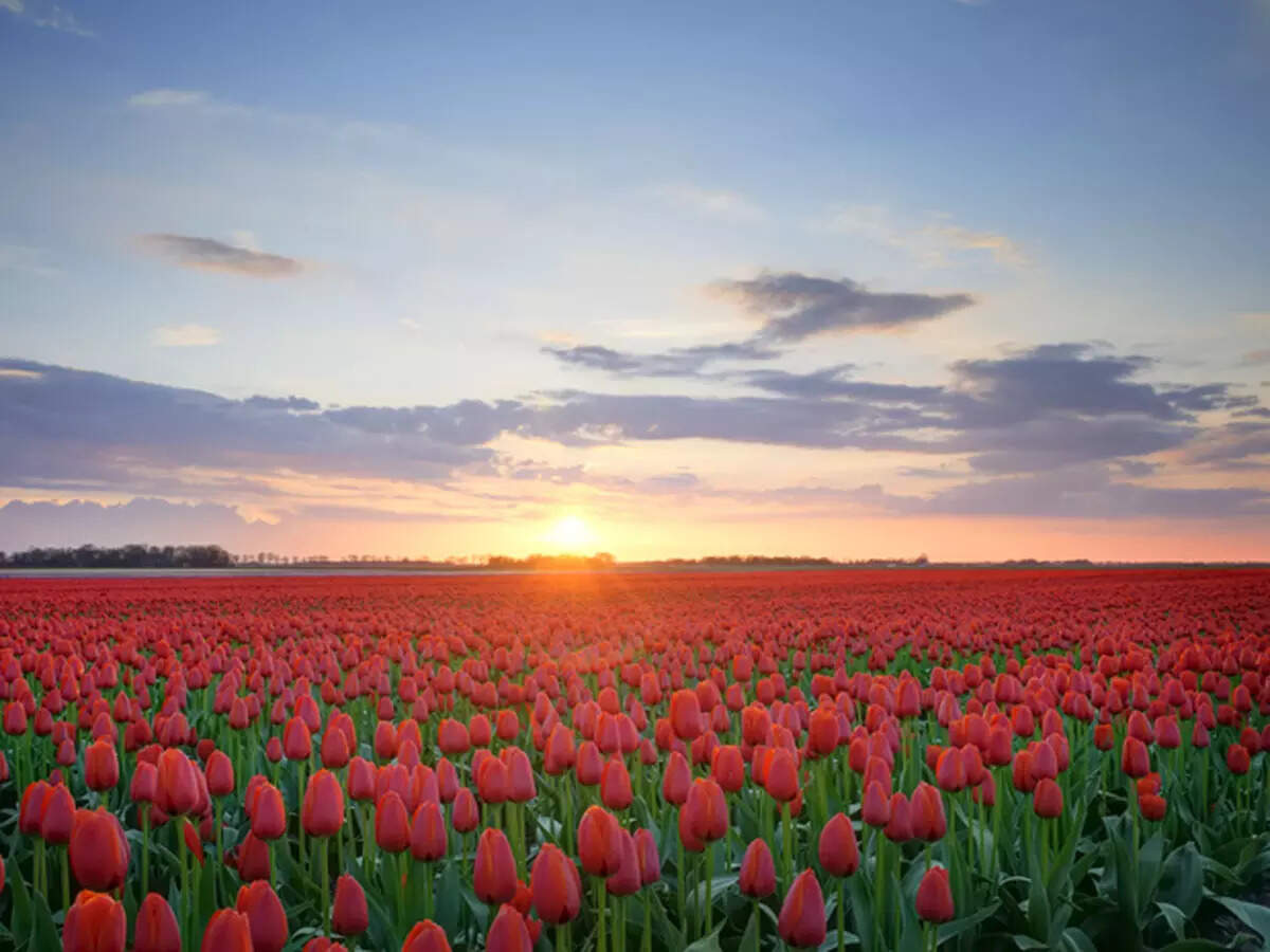 Summer lifestyle: Seven essential plants to create the perfect cottage ...