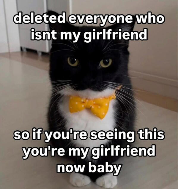 50 Funny Cat Memes That Prove Cats Are The Main Characters Of The ...