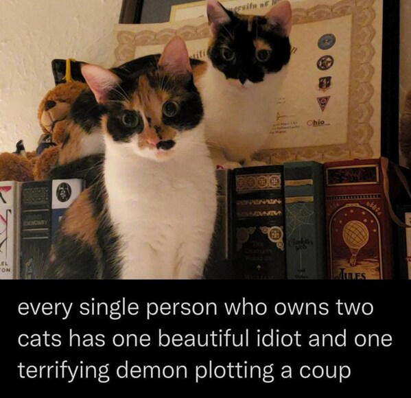 50 Funny Cat Memes That Prove Cats Are The Main Characters Of The ...