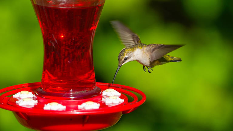 Pests That Could Be Emptying Your Hummingbird Feeder At Night (& How To ...