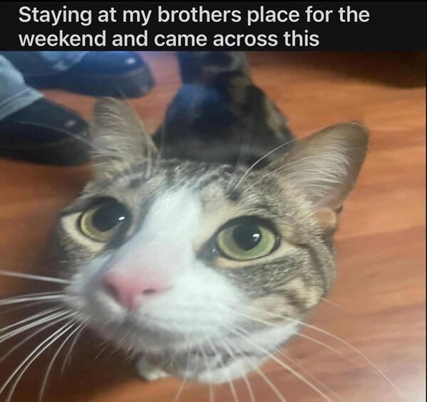 50 Funny Cat Memes That Prove Cats Are The Main Characters Of The ...