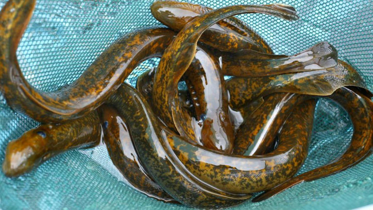 Invasive, parasitic fish in Great Lakes thrived during COVID-19