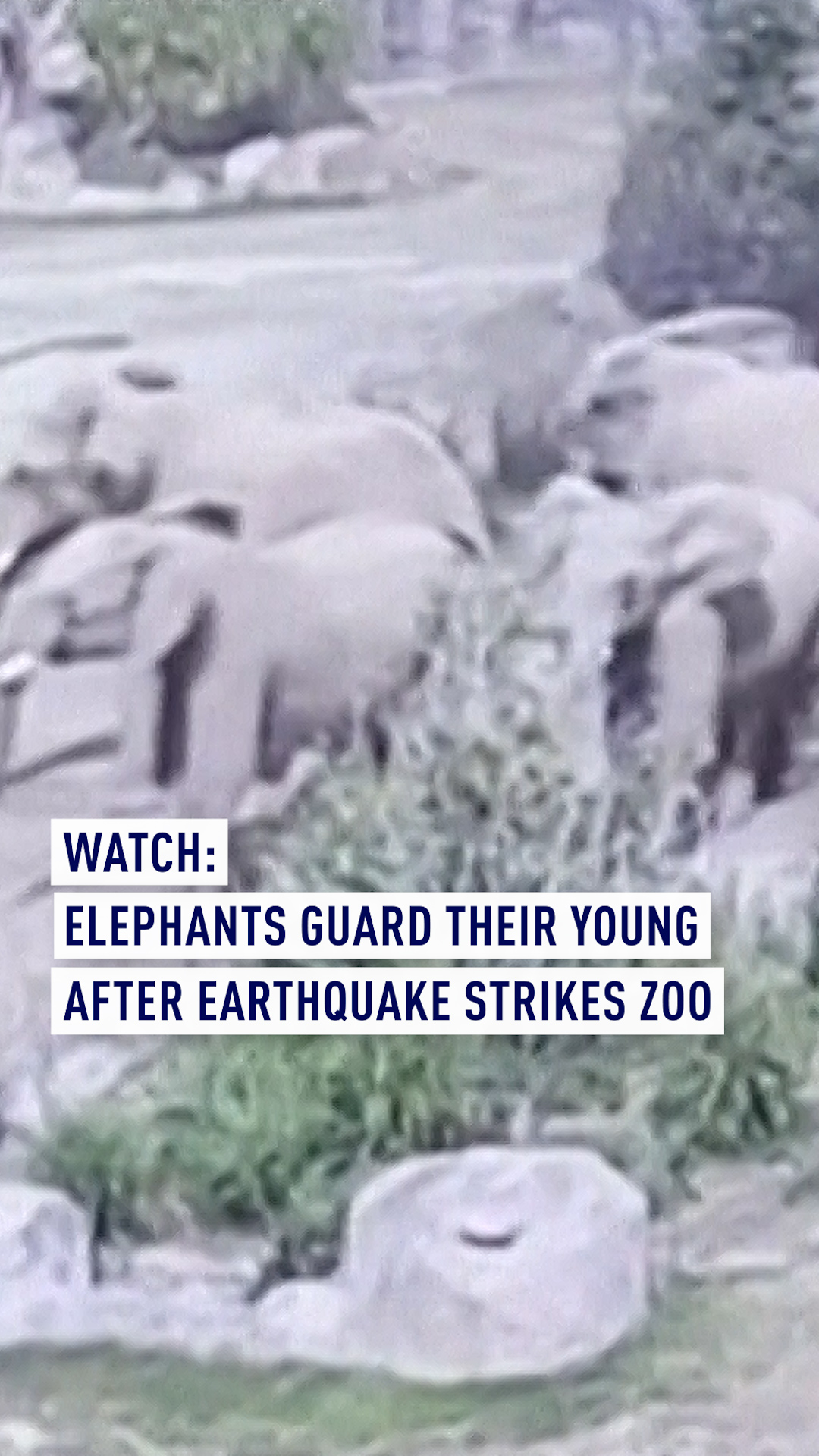 Watch: Elephants Guard Their Young After Earthquake Strikes Zoo