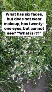 Can You Solve This Classic Riddle?