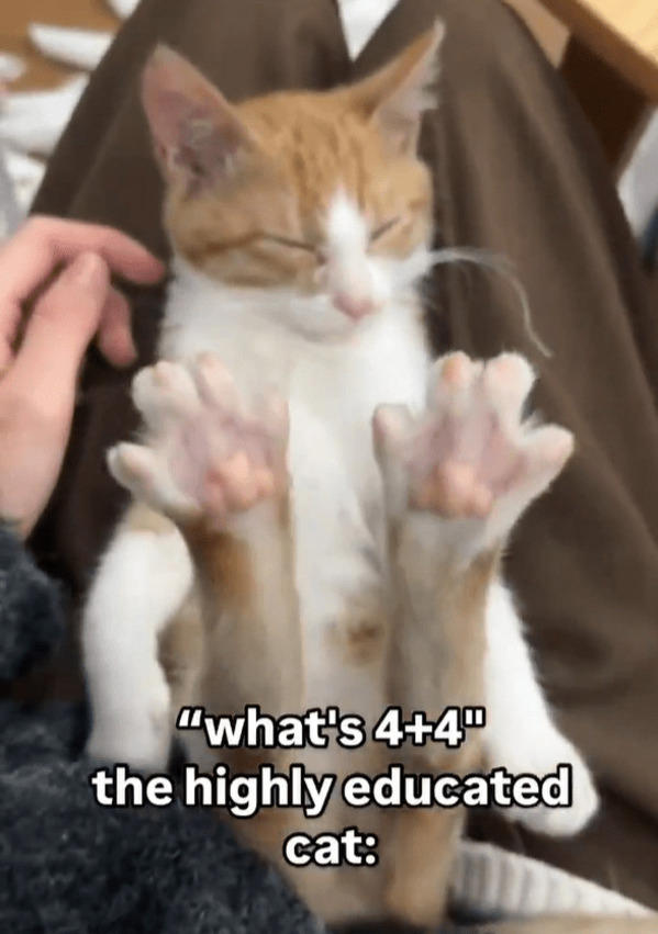 50 Funny Cat Memes That Prove Cats Are The Main Characters Of The ...