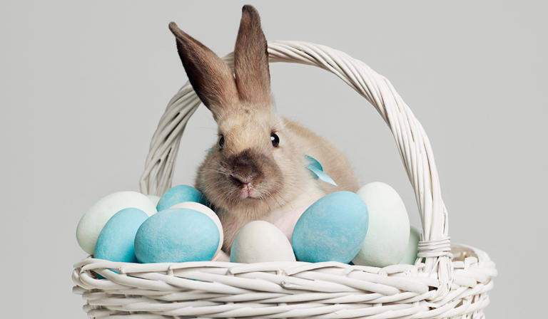 Urgent warning amid trend of gifting bunny rabbits for Easter
