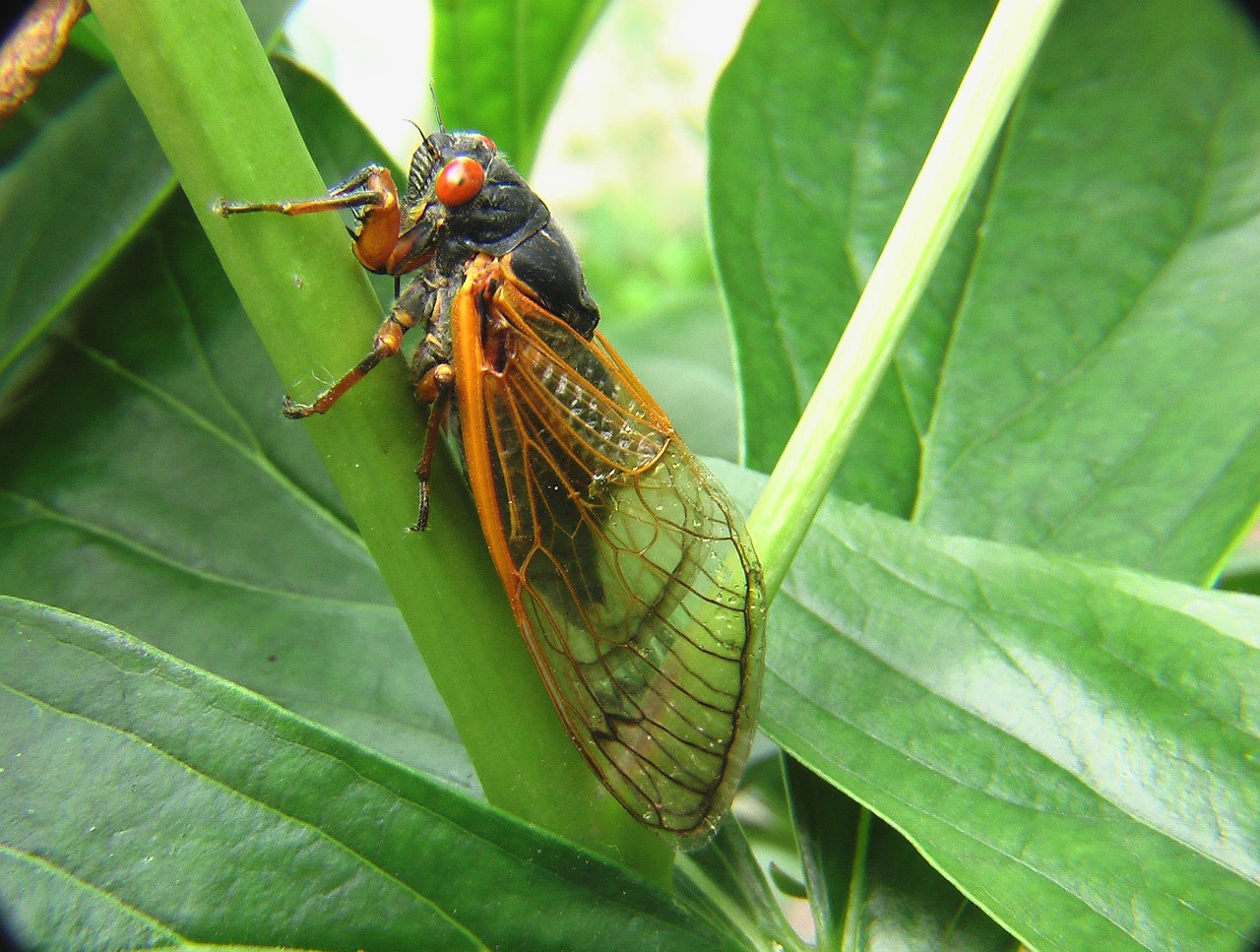 Cicada Invasion 2025: Billions Set to Emerge—Is Your Region Ready?