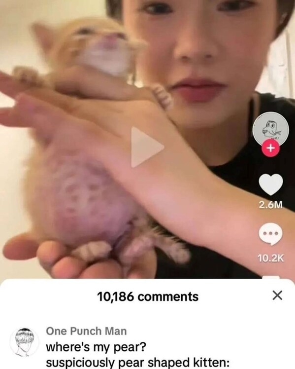 50 Funny Cat Memes That Prove Cats Are The Main Characters Of The ...