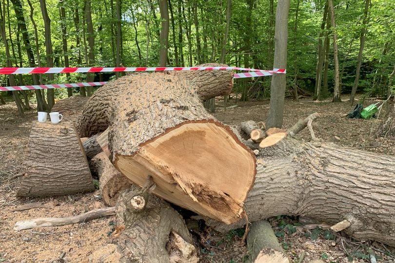 Toby Carvery faces outcry for felling oak tree more than 400 years old