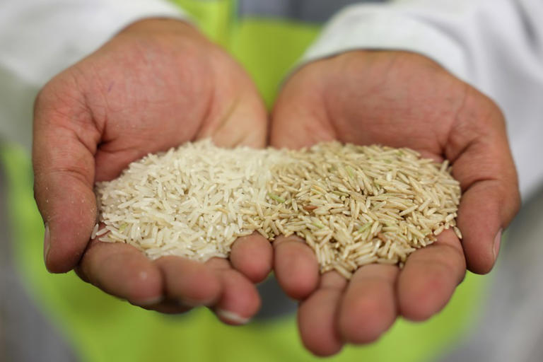 Is brown rice healthier than white rice? | Morning in America