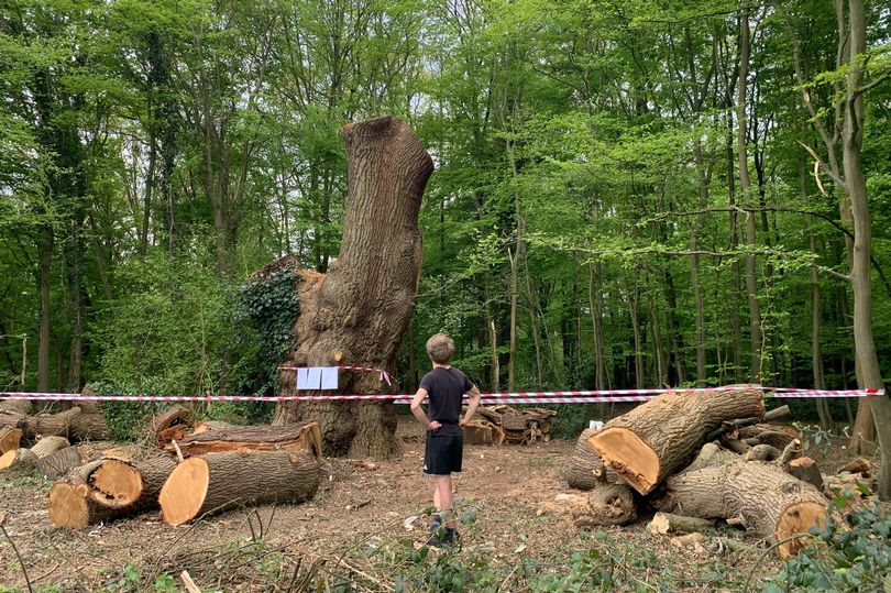 Toby Carvery faces storm of protest for felling ancient oak tree