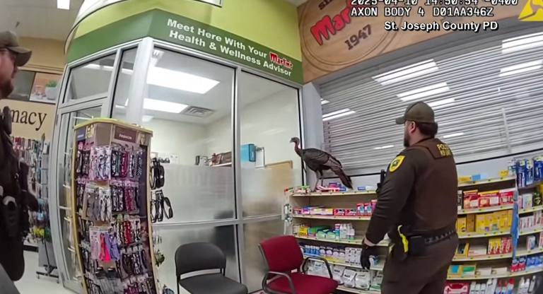 Wild turkey causes 'chaos' inside Indiana grocery store: 'no harm, no fowl'