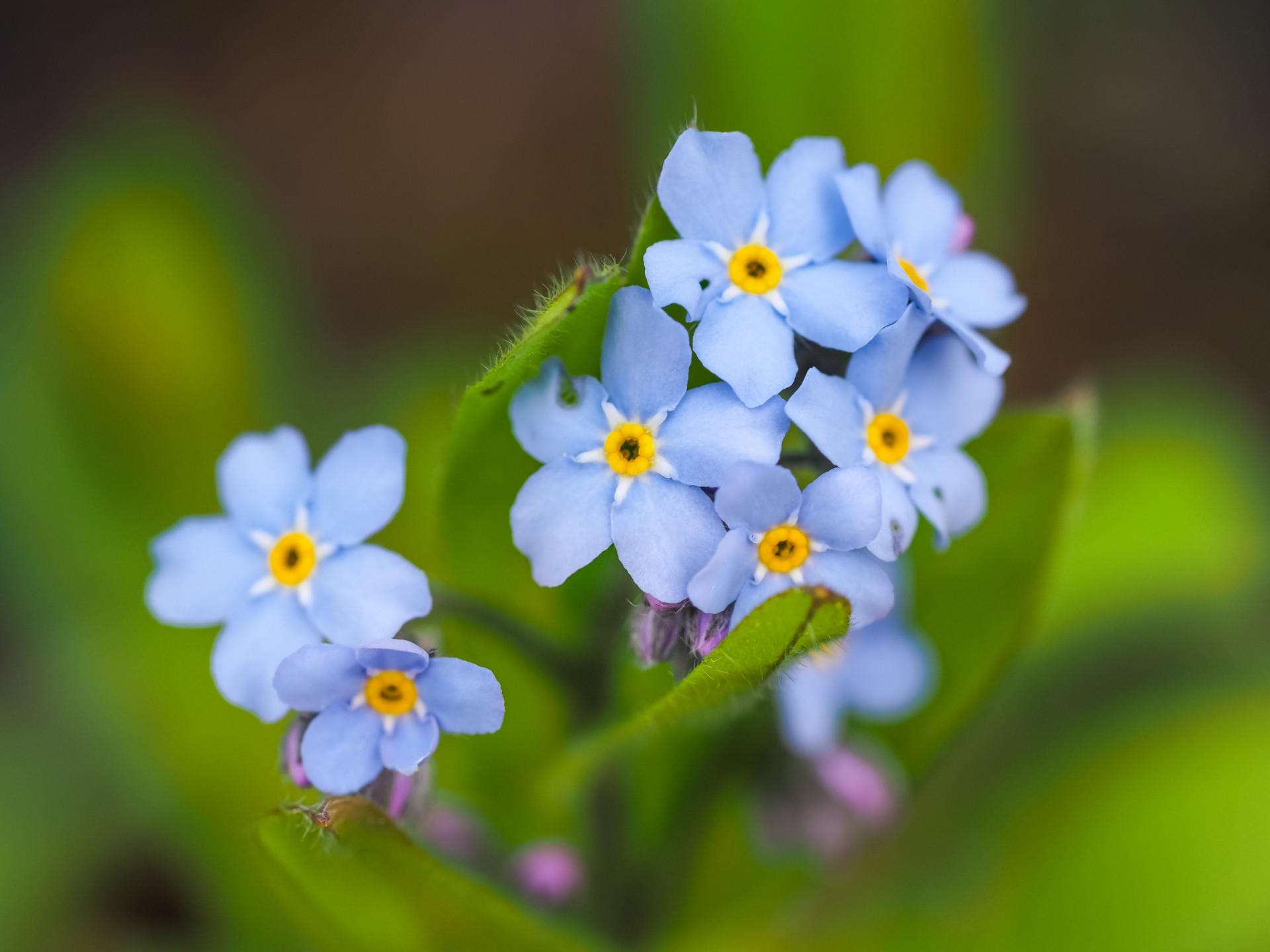 The official flowers of every US state