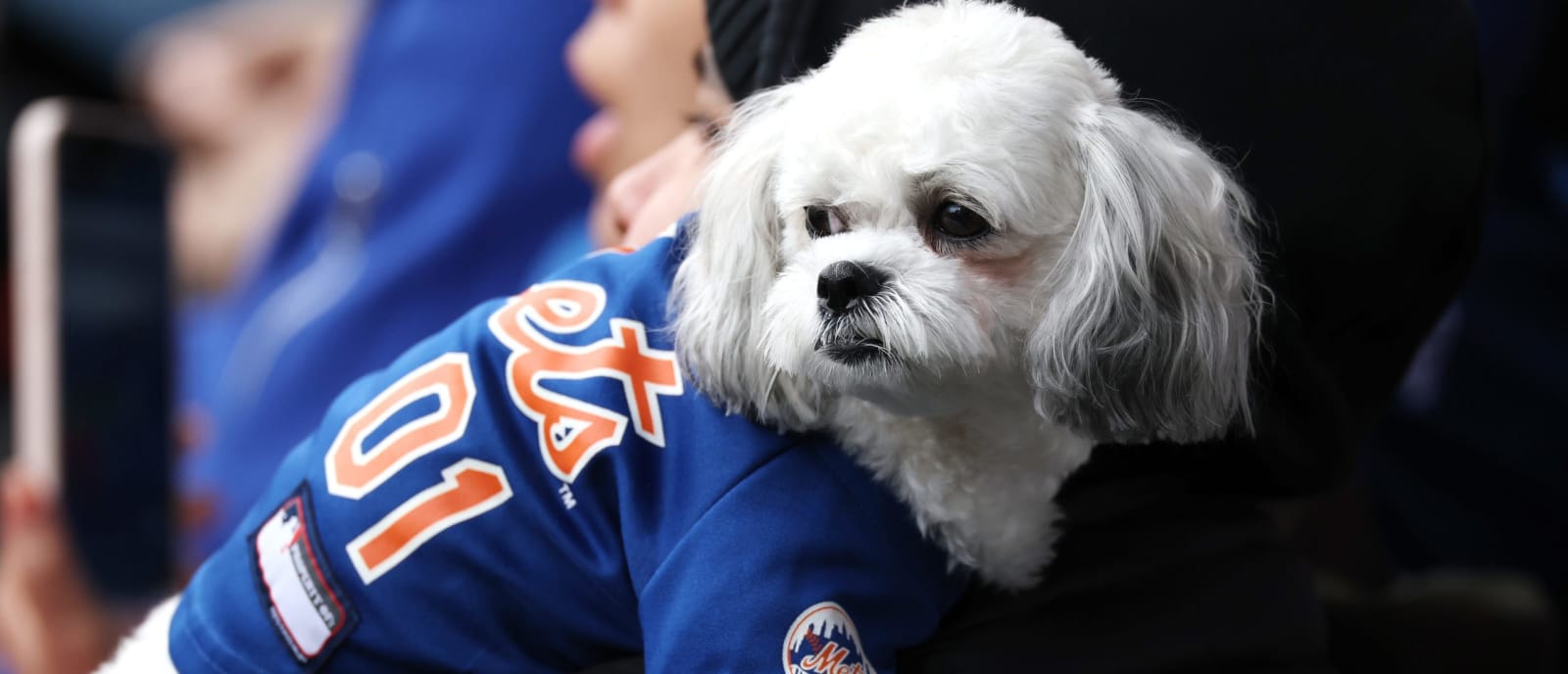 The Climate Cult Comes For Man’s Best Friend