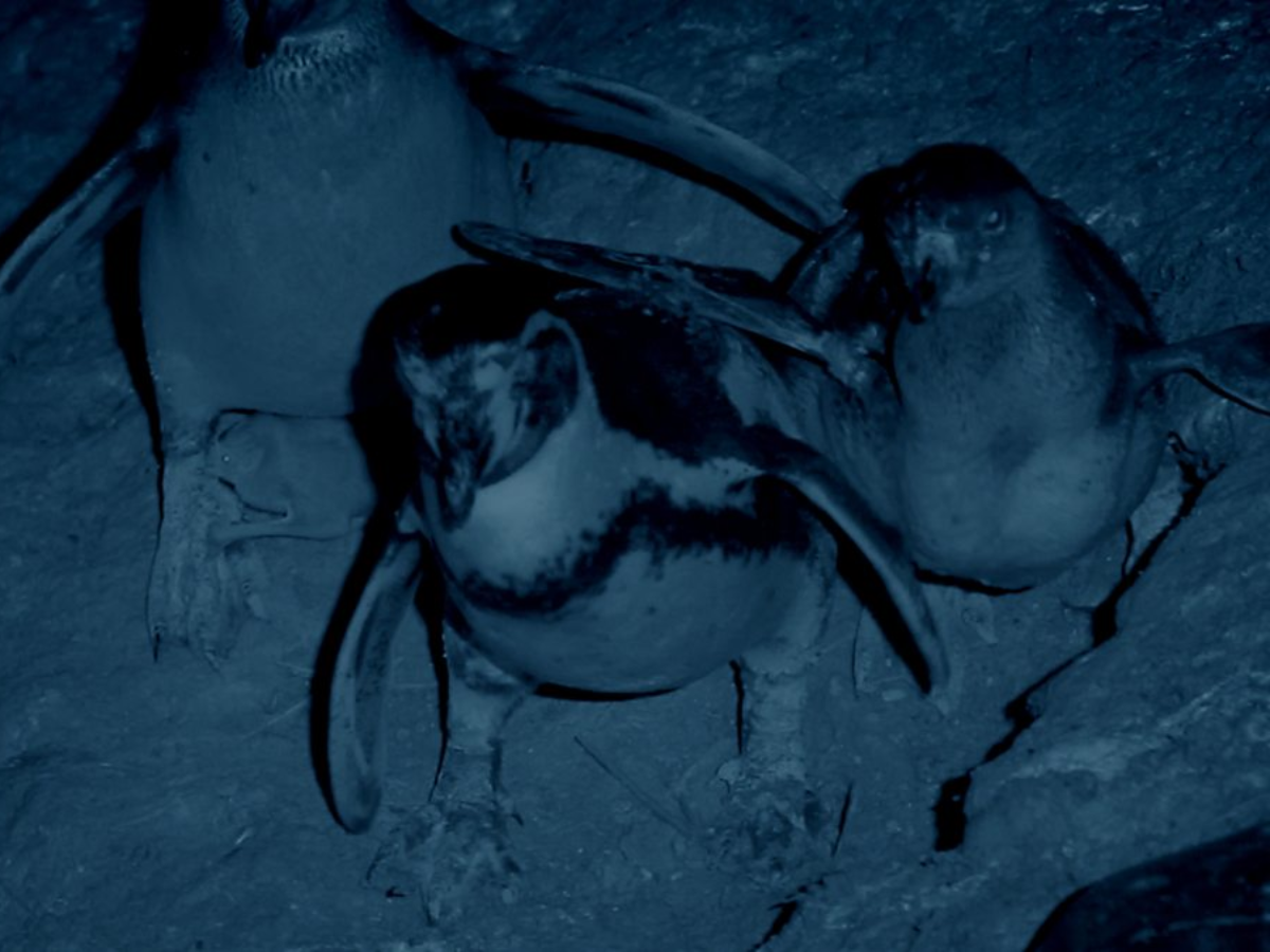 The curious clash between bats and penguins