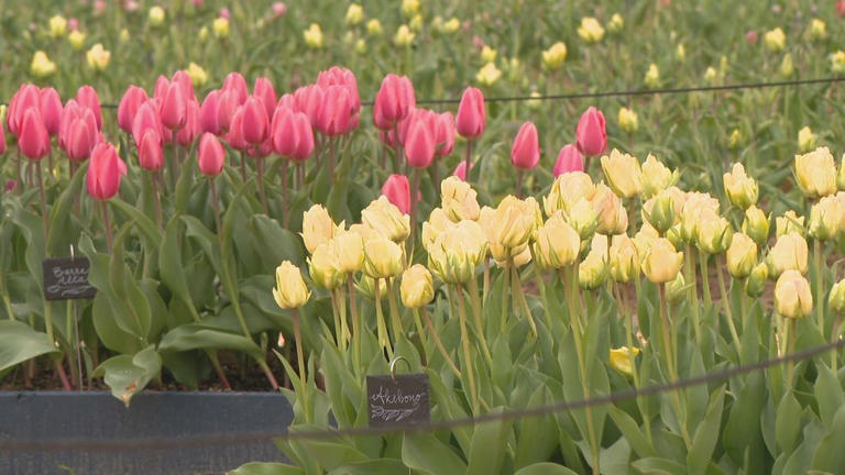 Wicked Tulips Flower Farm in Exeter holds grand opening