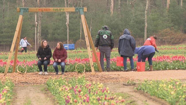 Wicked Tulips Flower Farm in Exeter holds grand opening