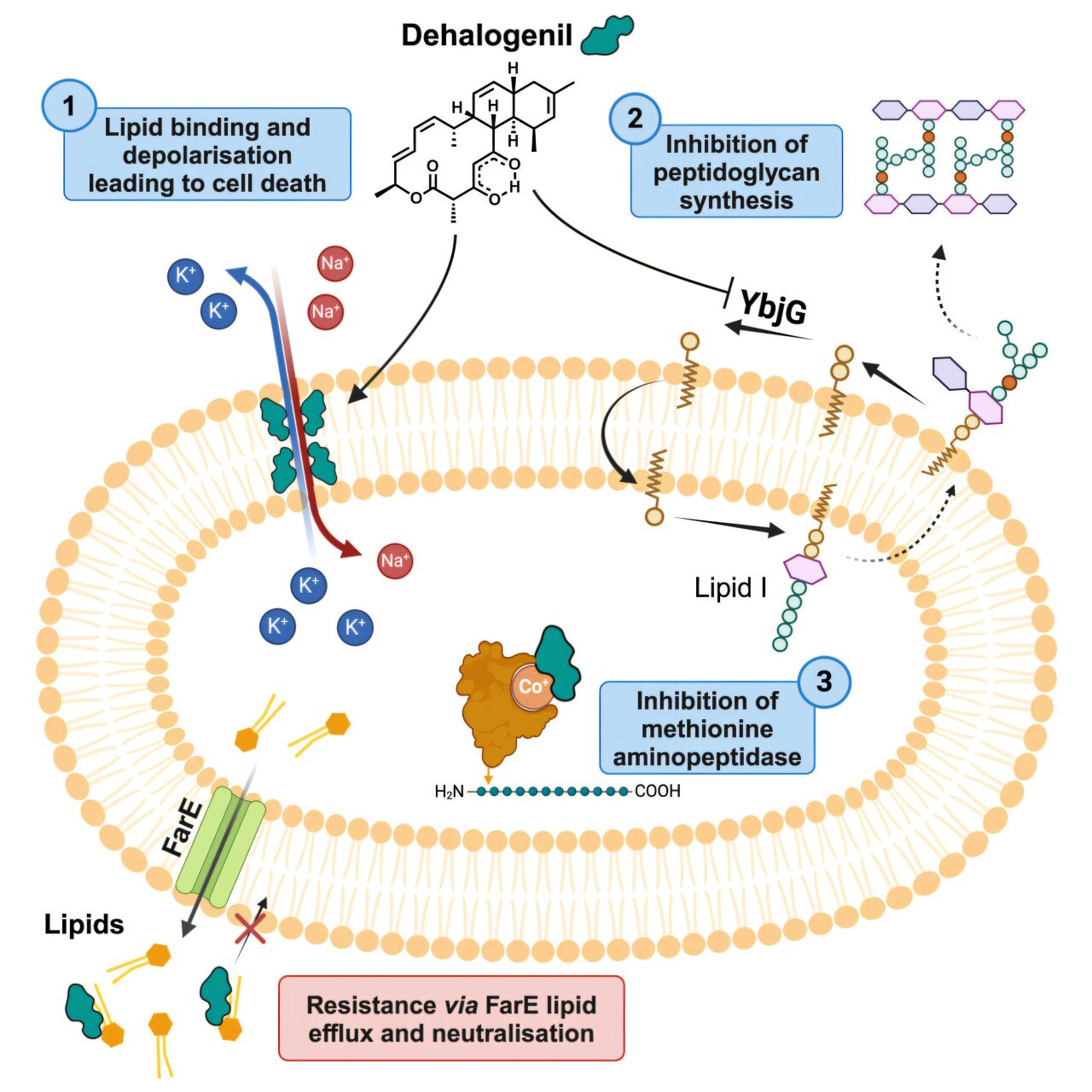 Chlorotonils: Naturals antibiotics' dual-action mechanism against ...
