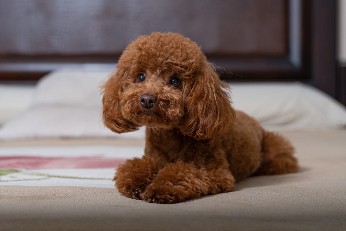 These Super Smart Dog Breeds Are Always One Paw Ahead