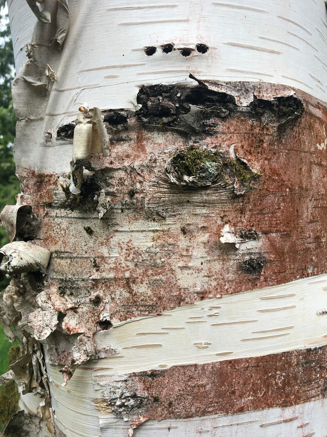 Bronze Birch Borer: Tree Damage and Treatment
