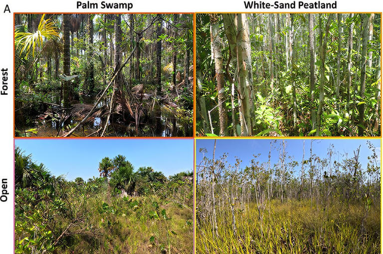 Colombia's peatlands could be a crucial tool to fight climate change ...