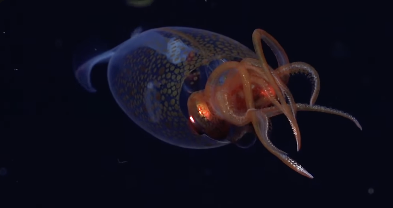 Deep sea craft filmed unprecedented footage of a colossal squid