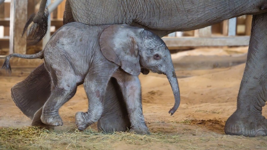 Another baby elephant at the Sedgwick County Zoo!