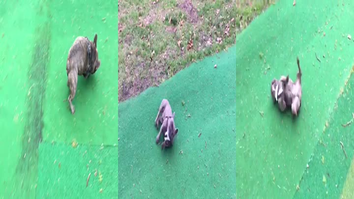 Watch This Dog Roll With Joy on Fresh Turf Grass