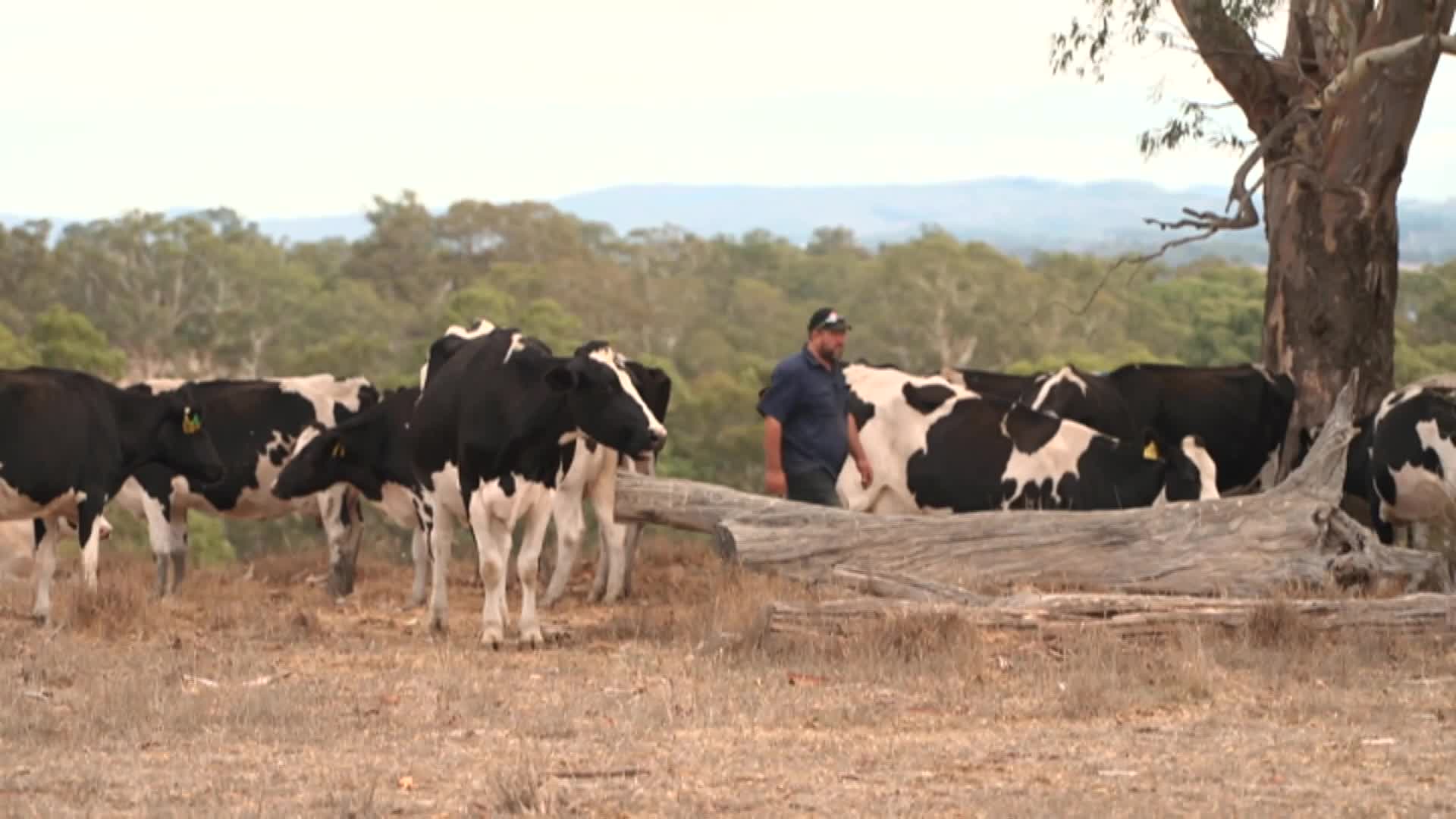 SA farmer still waiting on drought relief payments months after applying