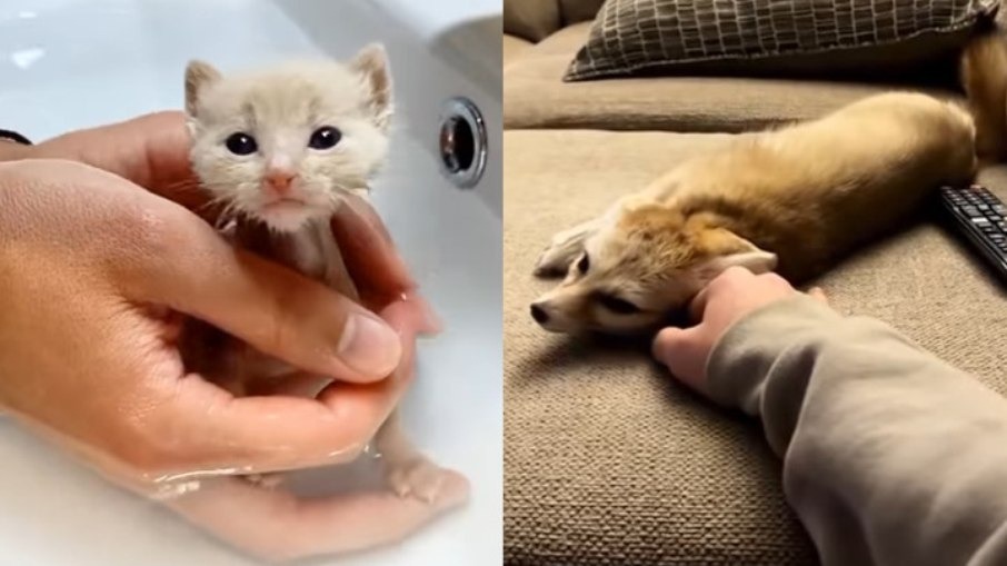 Man thinks he’s rescued a cat – but it’s not what it seems