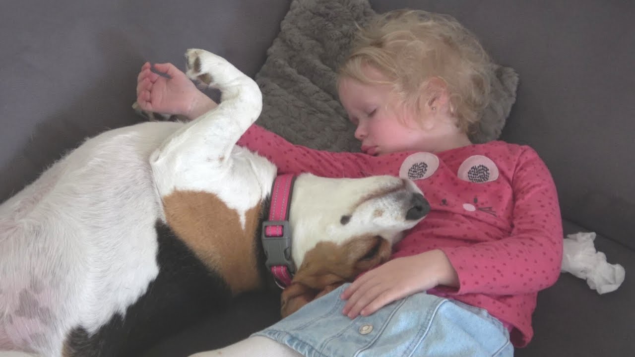 Beagles prove they are the ultimate cuddly hug machines