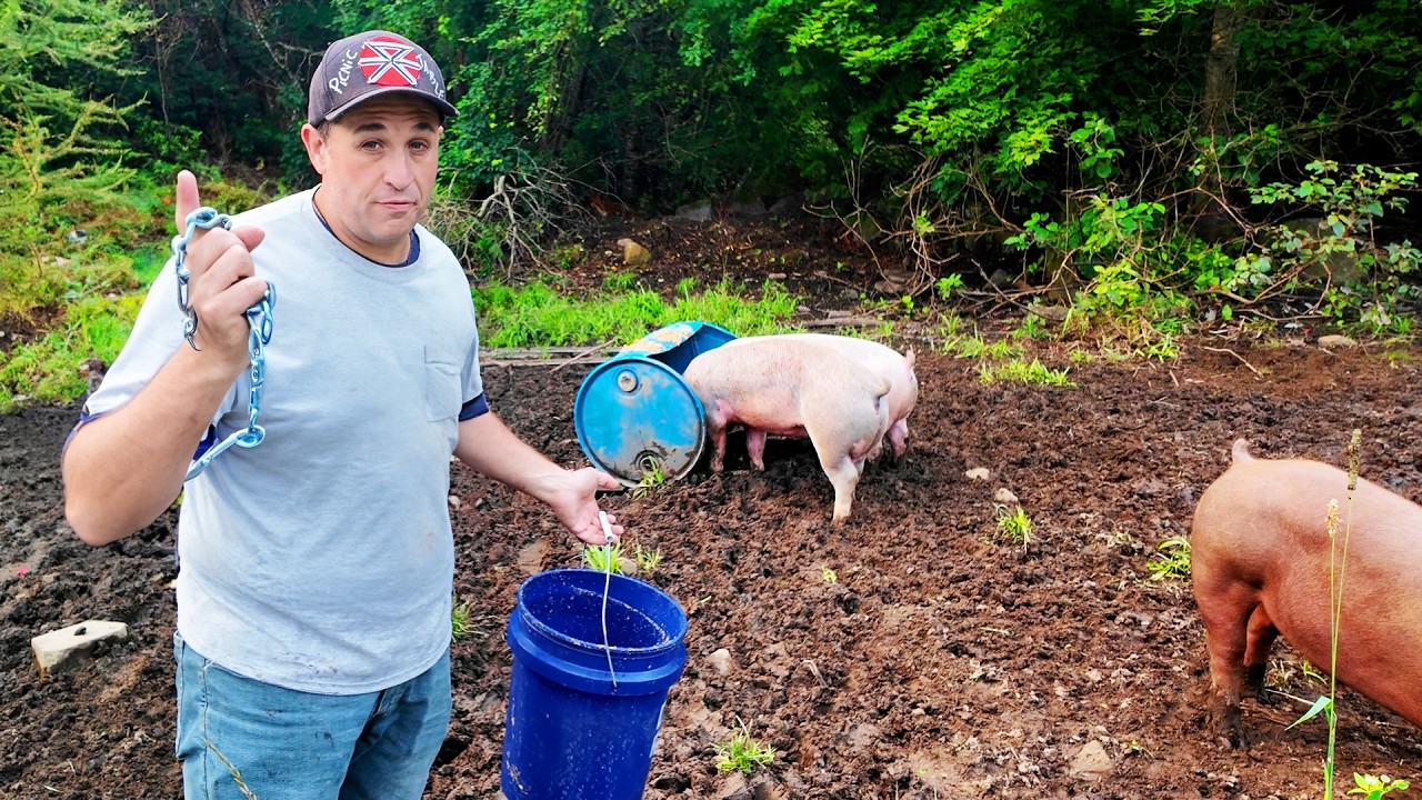 What Happens When a Beloved Farm Pig Disappears