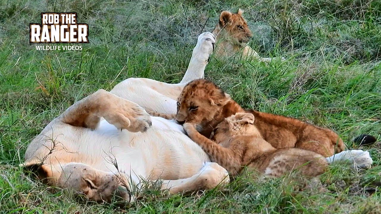 Magnificent lion pride spotted with cute cubs