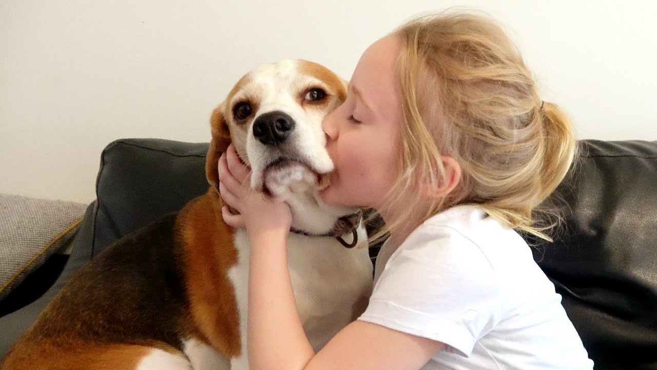 Heartwarming moments show why beagles are best family dogs