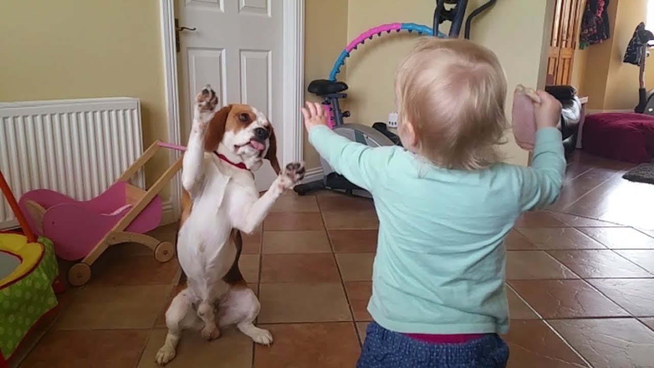 Why dogs become family members and not just pets