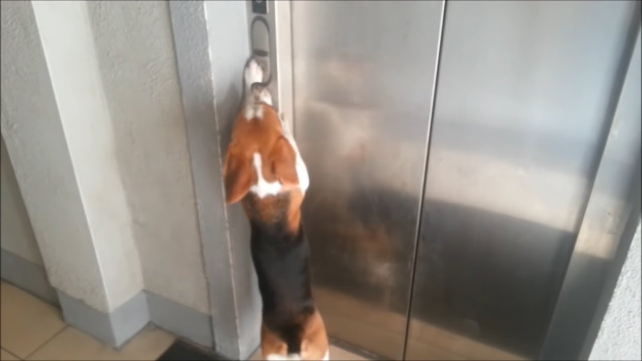 Smart beagle learns how to operate an elevator