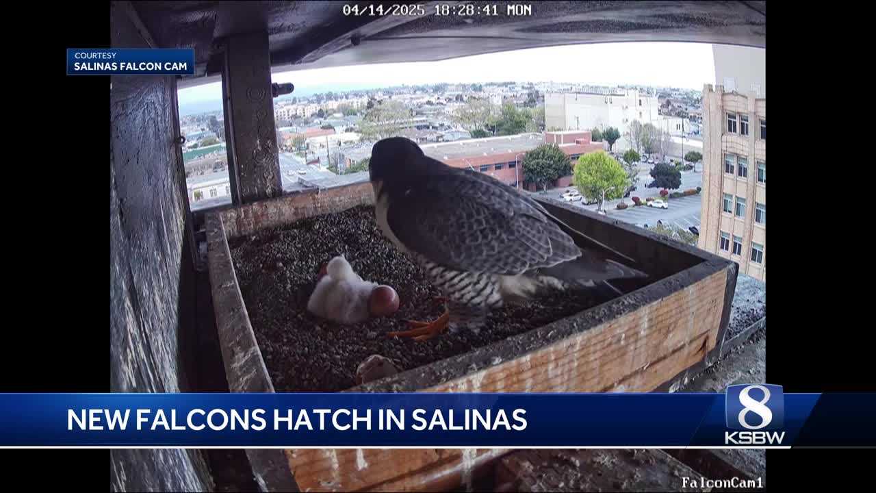 'Salinas Falcon Cam' captures live footage of newly hatched peregrine ...