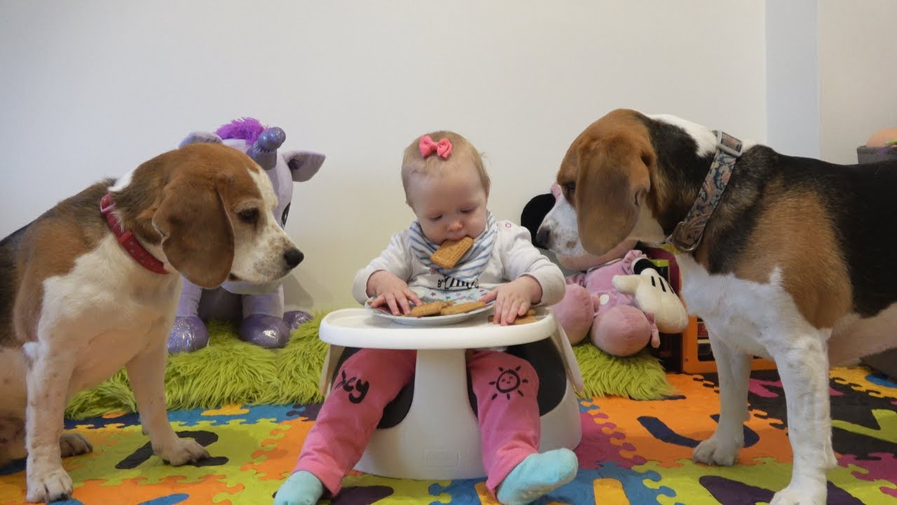 Will the beagle steal food from a baby?