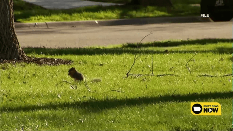 Cedar Falls launches Adopt A Spot program to keep community clean all ...