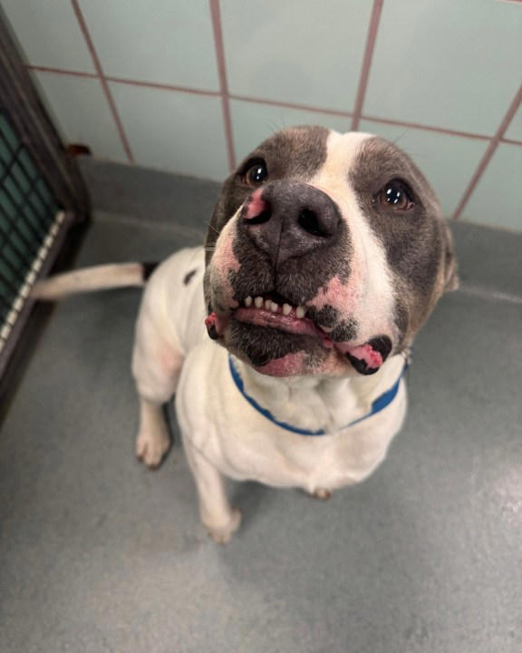 Half-price adoptions for bigger dogs at Richmond SPCA