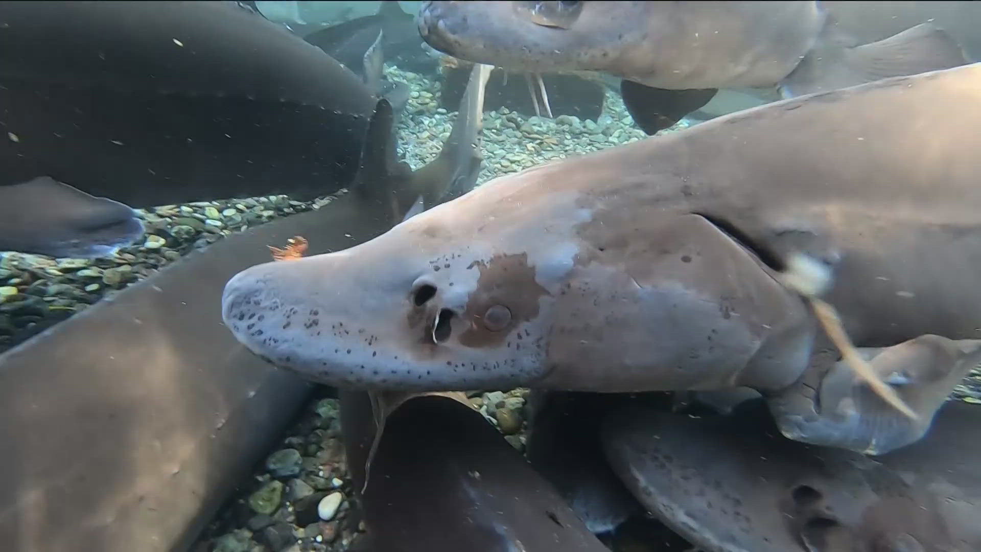 Inside Ag: Farming fish for fine dining