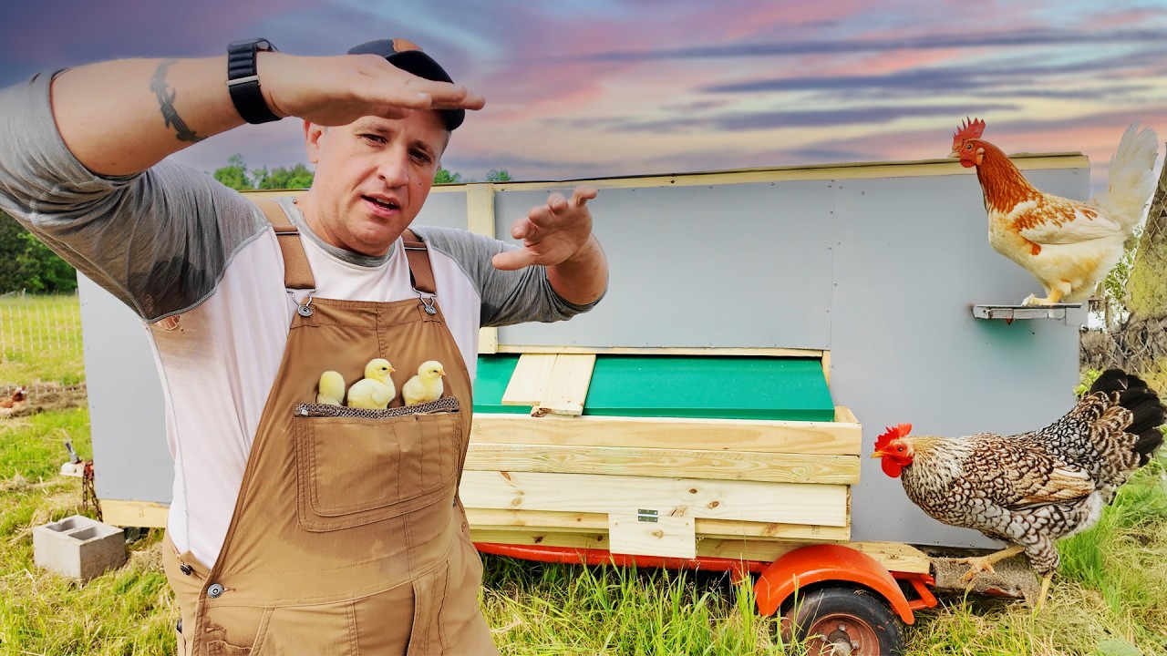 The Dark Reality of Chickens Being Stolen Under Cover of Night