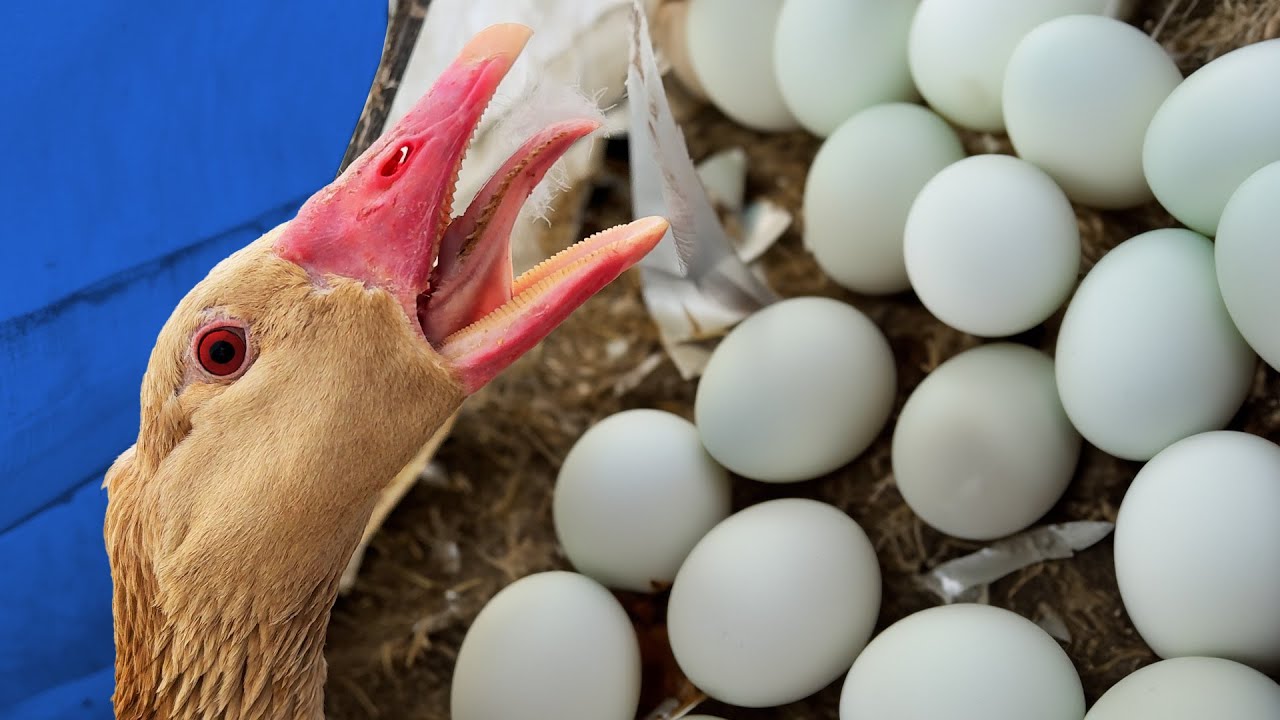 Farm’s Silent Spring Reveals Why Baby Birds Vanish