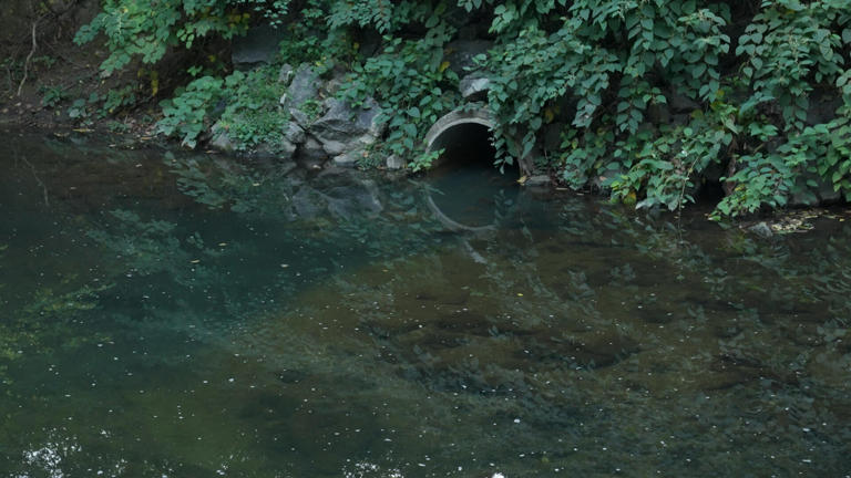 Minority communities much more likely to have sewage in waterways