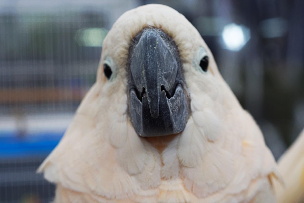Funny Cockatoo Laughs at His Own Jokes and We're So Here for It