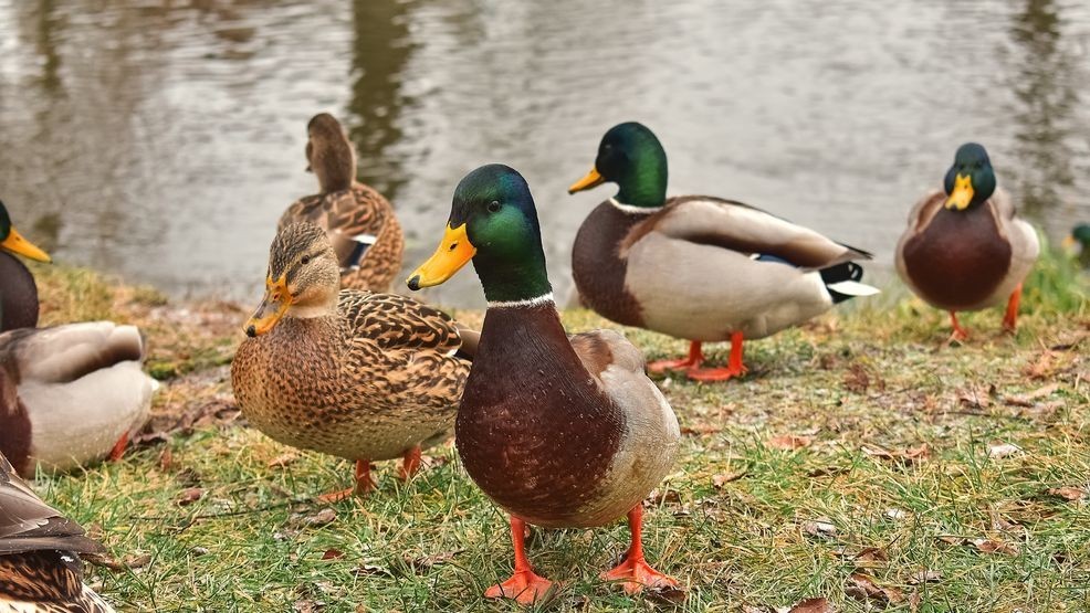 Duck turns DC word museum into temporary nest; museum officials share ...