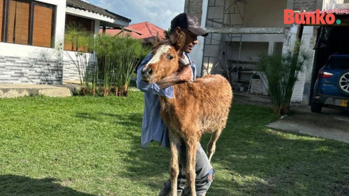 No le importó cargar a este potro hasta su casa, con tal de poder ...